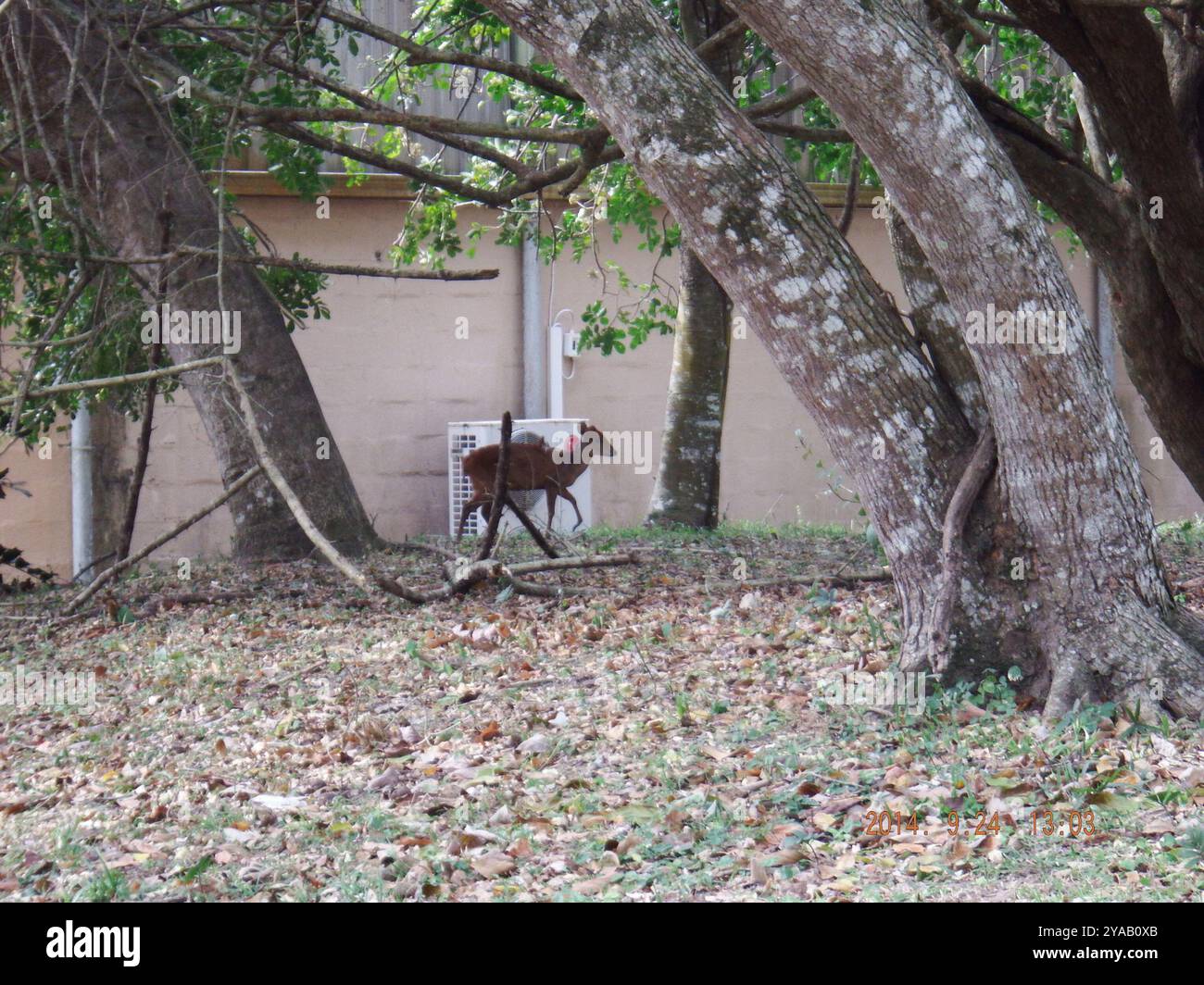 Natal Duiker (Cephalophorus natalensis natalensis) Mammalia Stock Photo ...