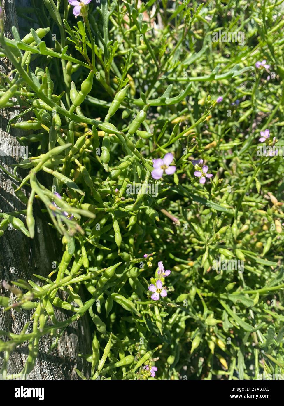 European Searocket (Cakile maritima) Plantae Stock Photo - Alamy