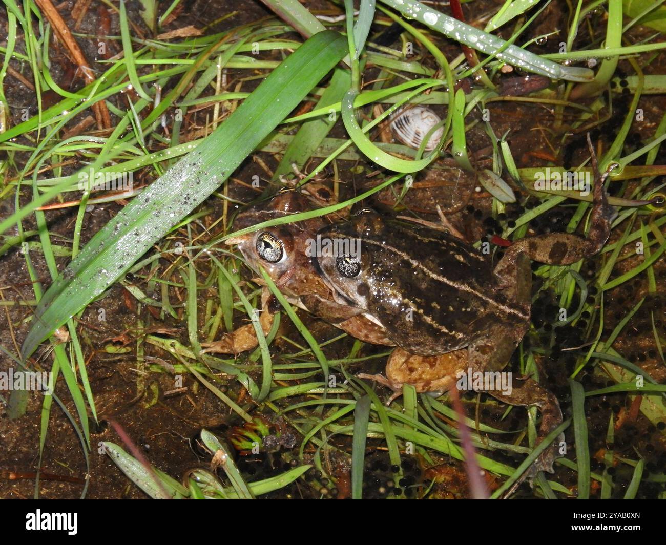 Cape sand frog (Tomopterna delalandii) Amphibia Stock Photo - Alamy