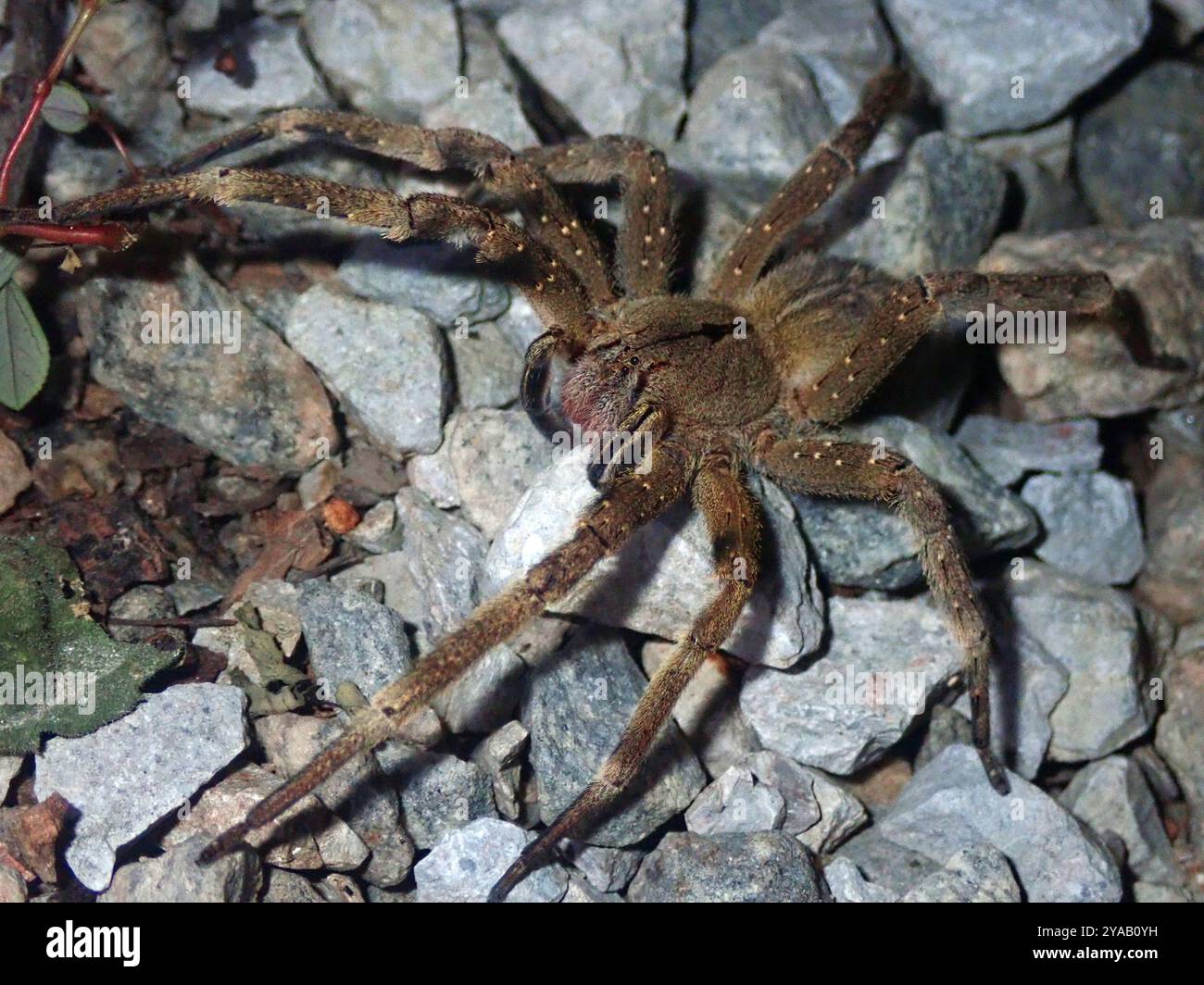 (Phoneutria eickstedtae) Arachnida Stock Photo - Alamy