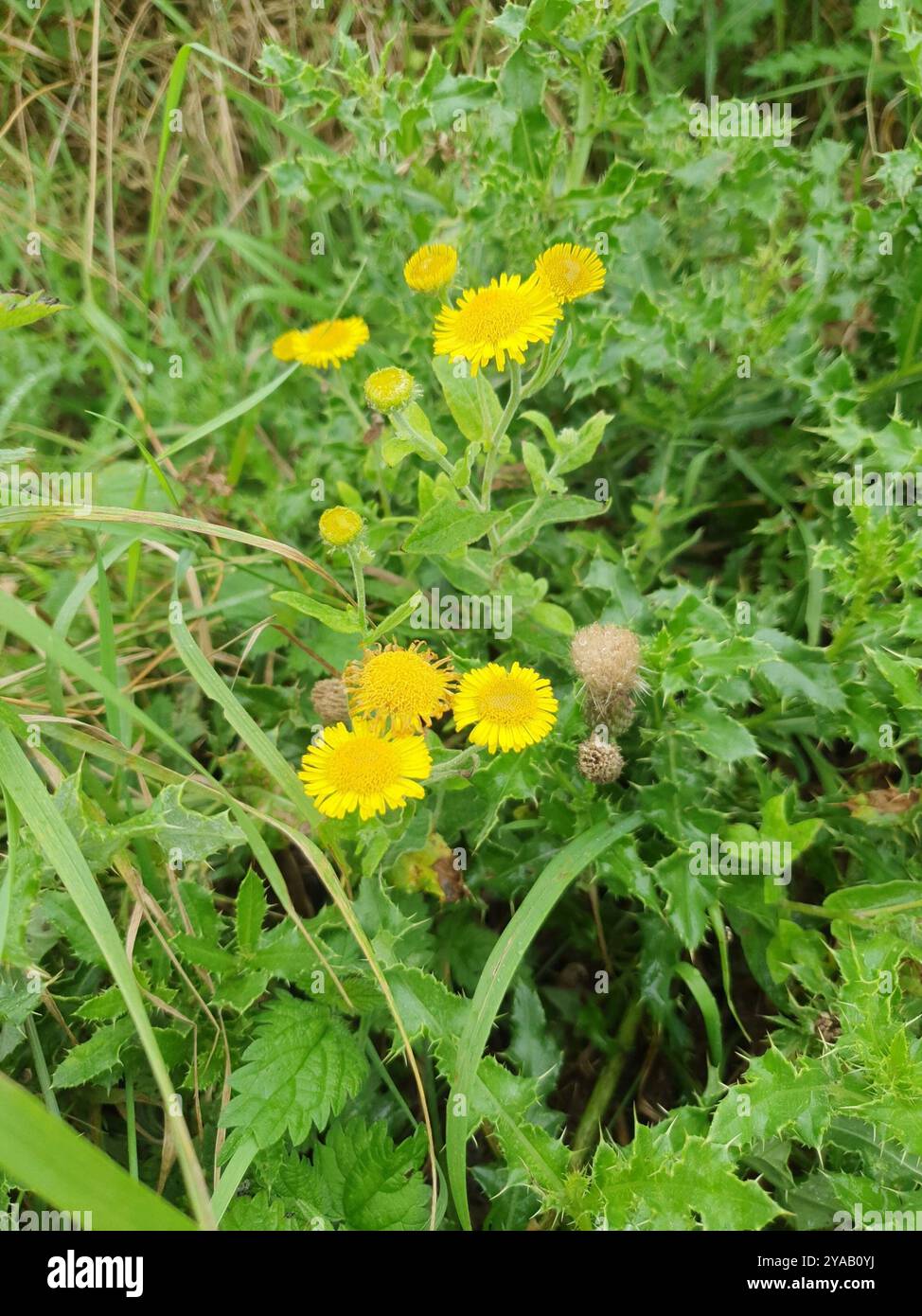 Common Fleabane (Pulicaria dysenterica) Plantae Stock Photo - Alamy