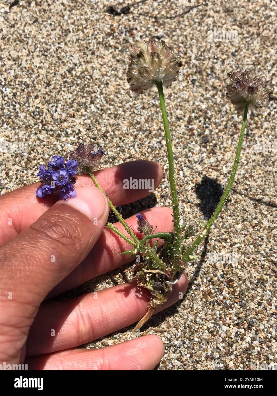blue coast gilia (Gilia capitata chamissonis) Plantae Stock Photo - Alamy