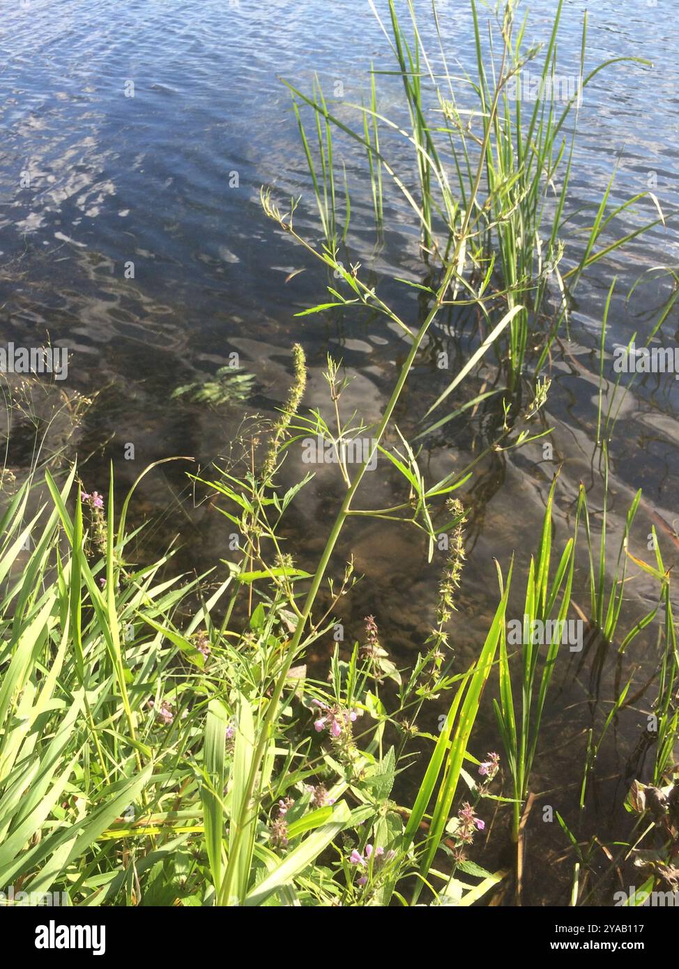 bulblet-bearing water hemlock (Cicuta bulbifera) Plantae Stock Photo ...