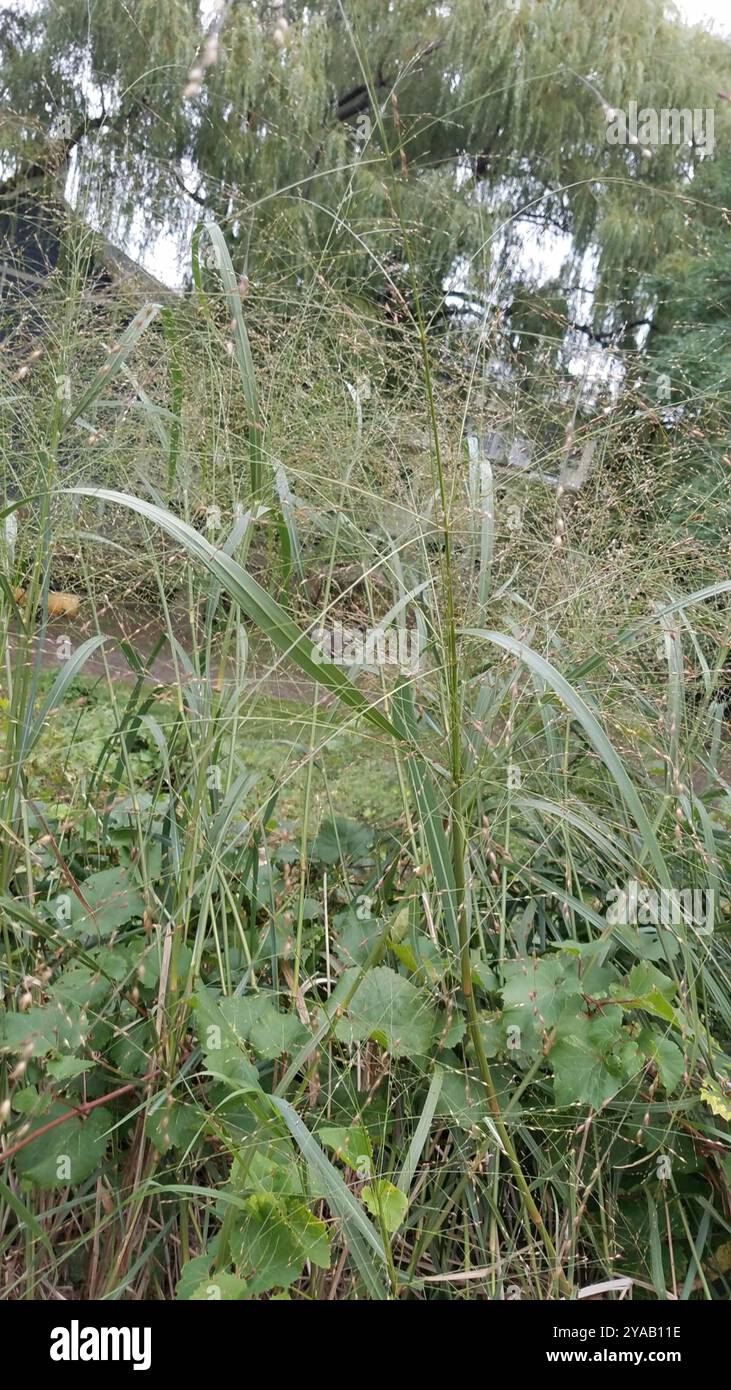 switchgrass (Panicum virgatum) Plantae Stock Photo - Alamy