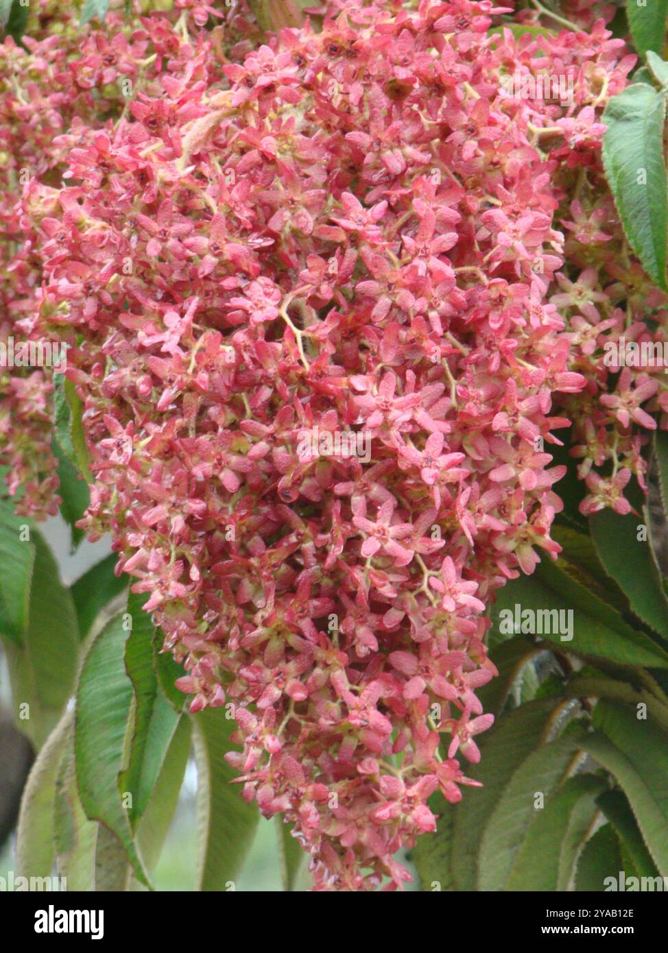 African Redwood (Hagenia abyssinica) Plantae Stock Photo - Alamy