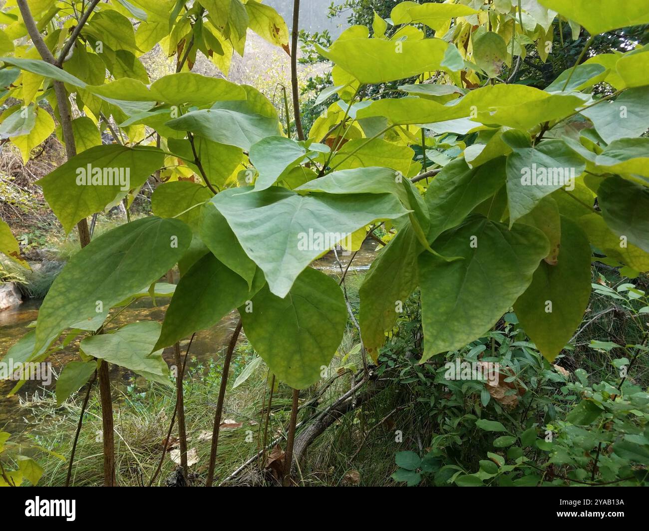 flowering plants (Angiospermae) Plantae Stock Photo - Alamy