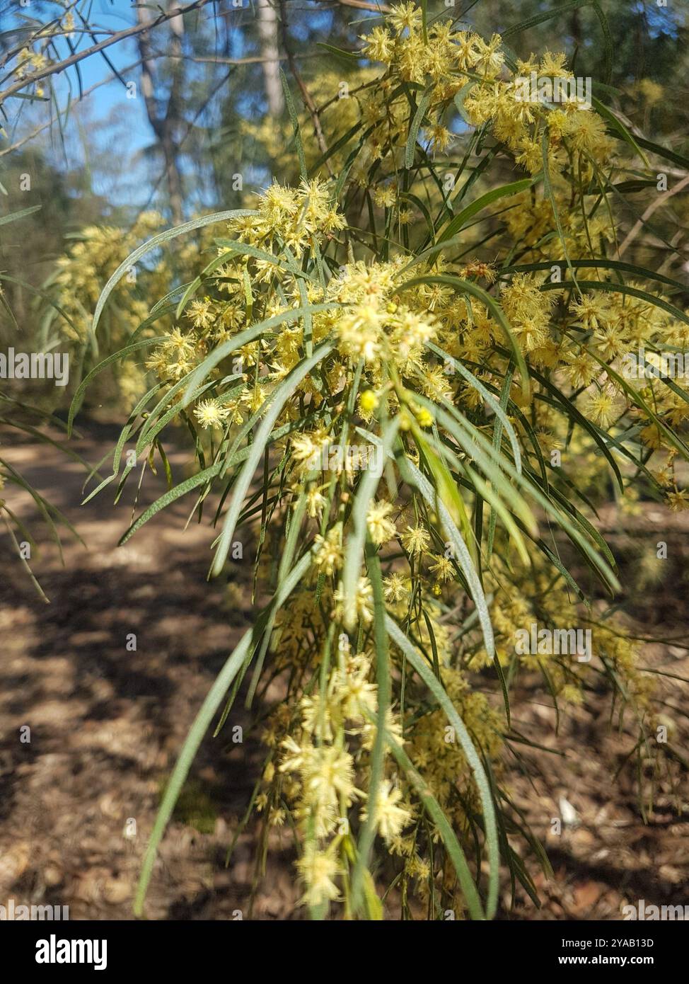 Bower Wattle (Acacia cognata) Plantae Stock Photo - Alamy