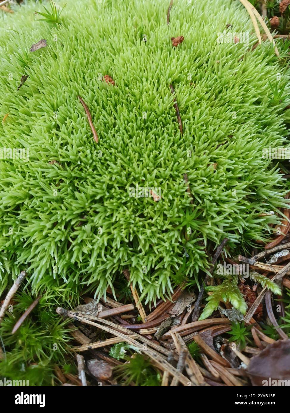 Pincushion Moss (Leucobryum glaucum) Plantae Stock Photo - Alamy