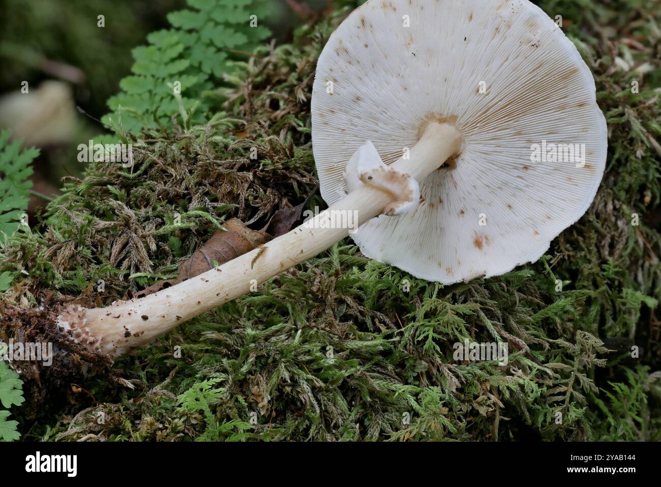 Freckled Dapperling (Echinoderma asperum) Fungi Stock Photo - Alamy