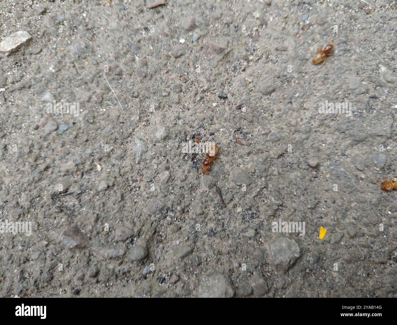 Citronella Ants, Fuzzy Ants, and Allies (Lasius) Insecta Stock Photo ...