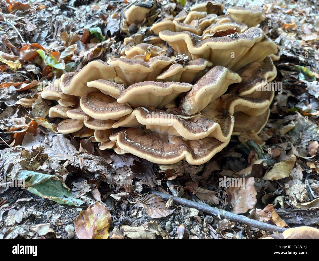 Giant Polypore (Meripilus giganteus) Fungi Stock Photo - Alamy