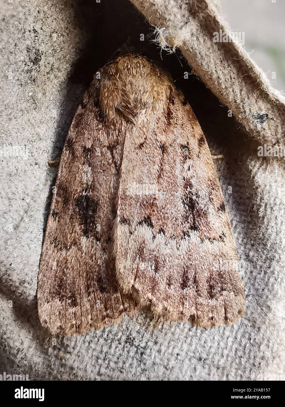Eurasian Copper Underwing (Amphipyra pyramidea) Insecta Stock Photo - Alamy