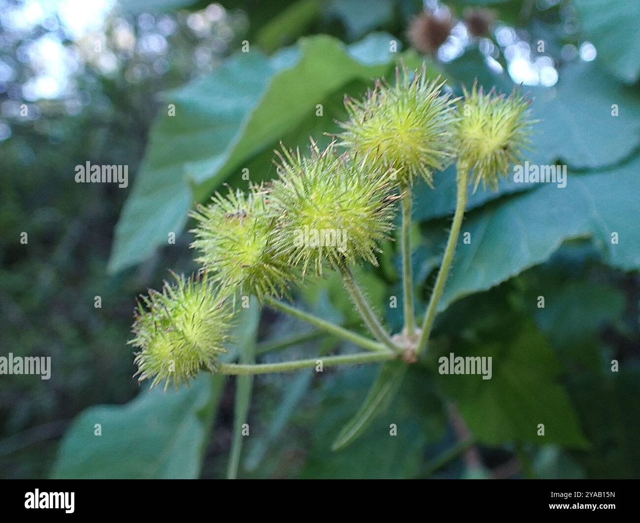 African hemp (Sparrmannia africana) Plantae Stock Photo - Alamy