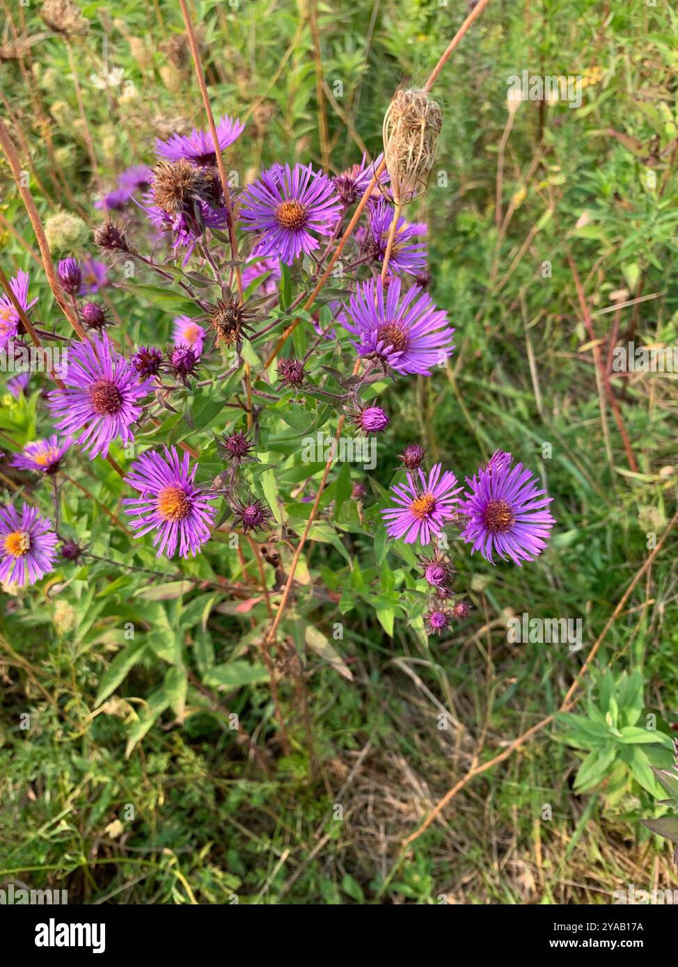 New England aster (Symphyotrichum novae-angliae) Plantae Stock Photo ...