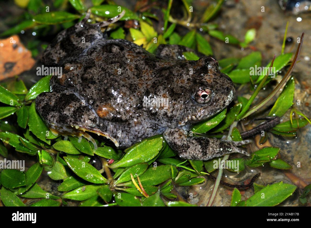 Cape Caco (Cacosternum capense) Amphibia Stock Photo - Alamy