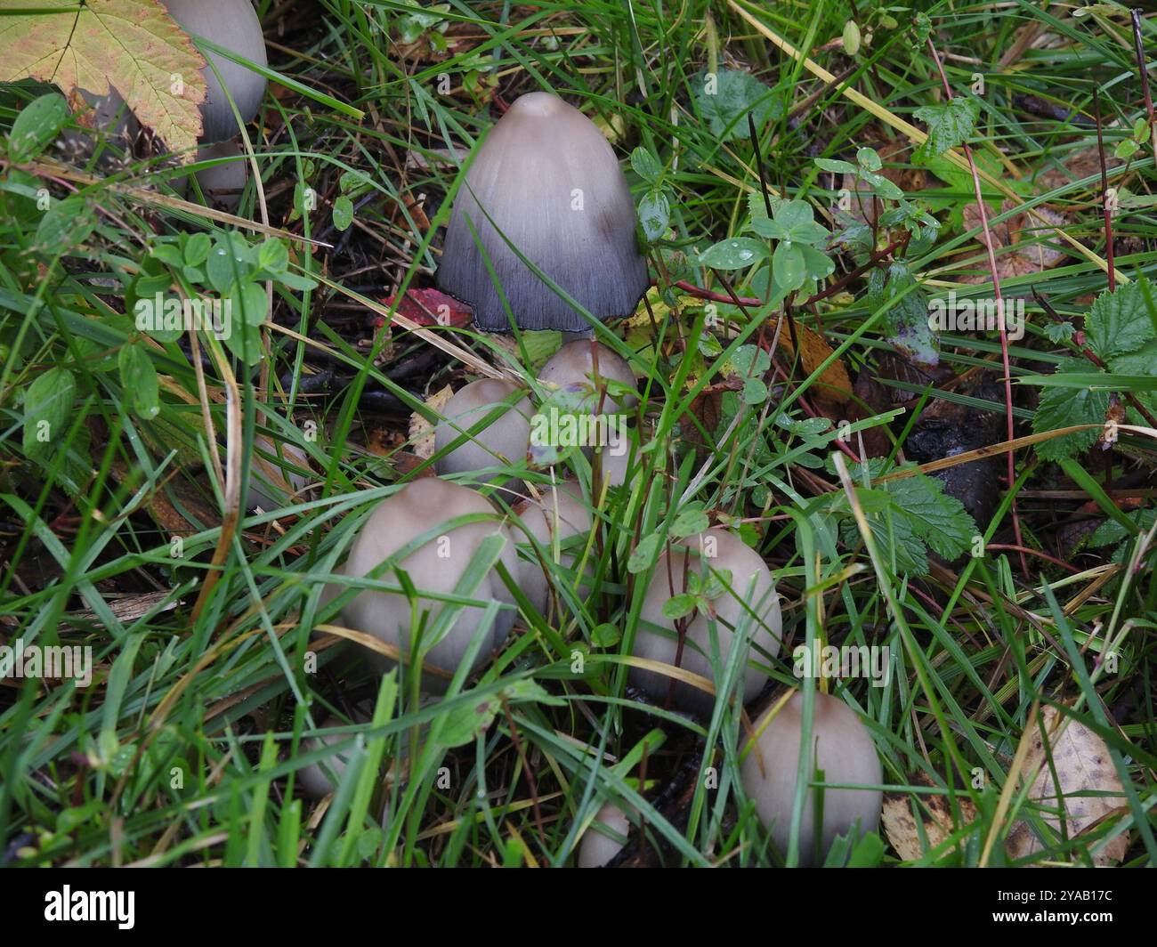 Common Ink Cap (Coprinopsis atramentaria) Fungi Stock Photo - Alamy