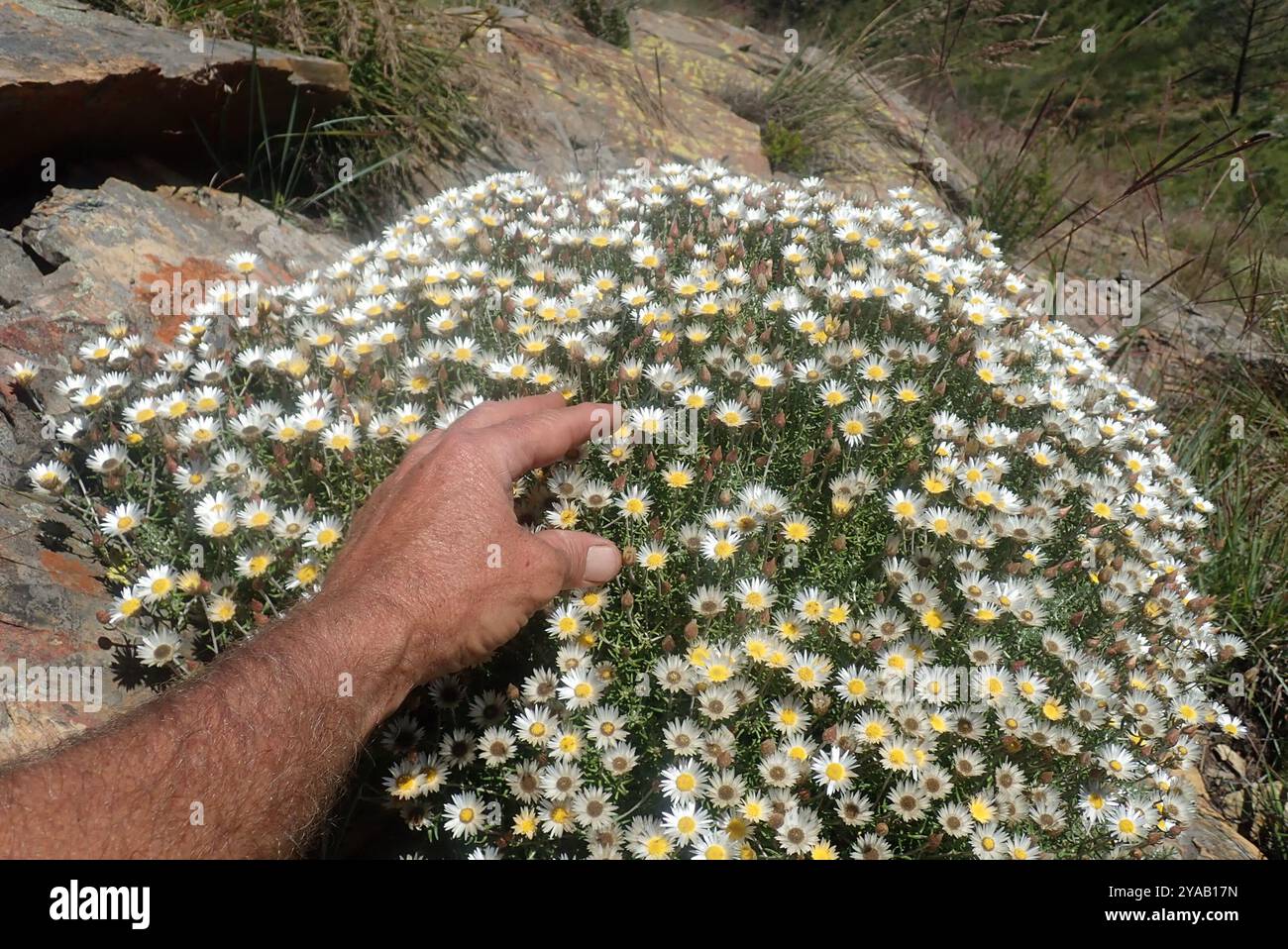 White Everlasting (Helichrysum reflexum) Plantae Stock Photo - Alamy