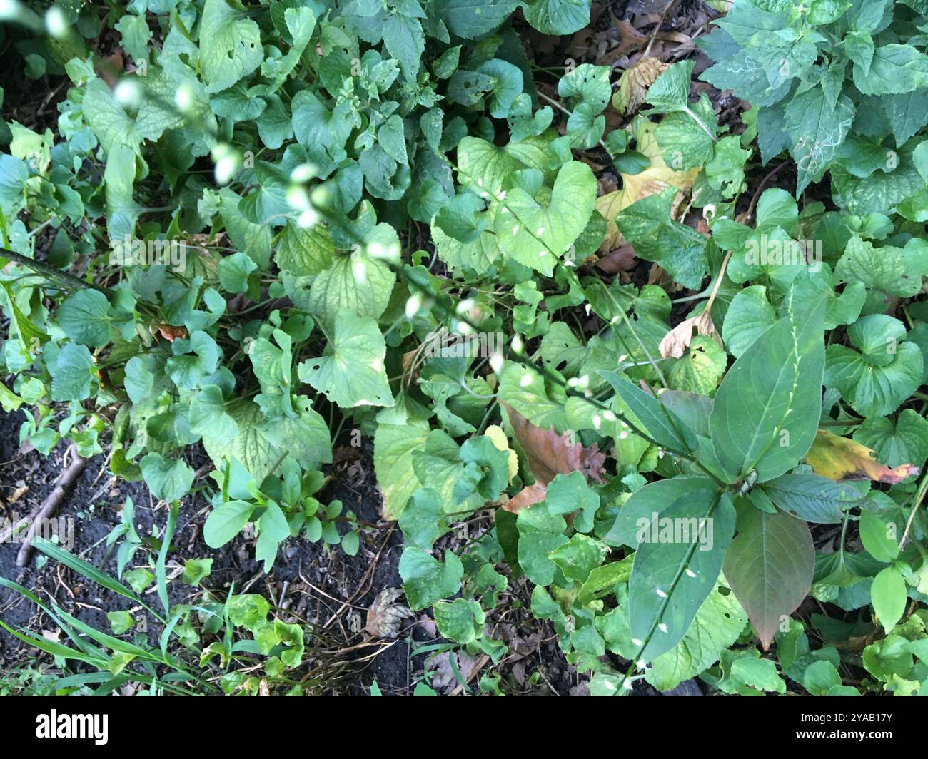 American jumpseed (Persicaria virginiana) Plantae Stock Photo - Alamy