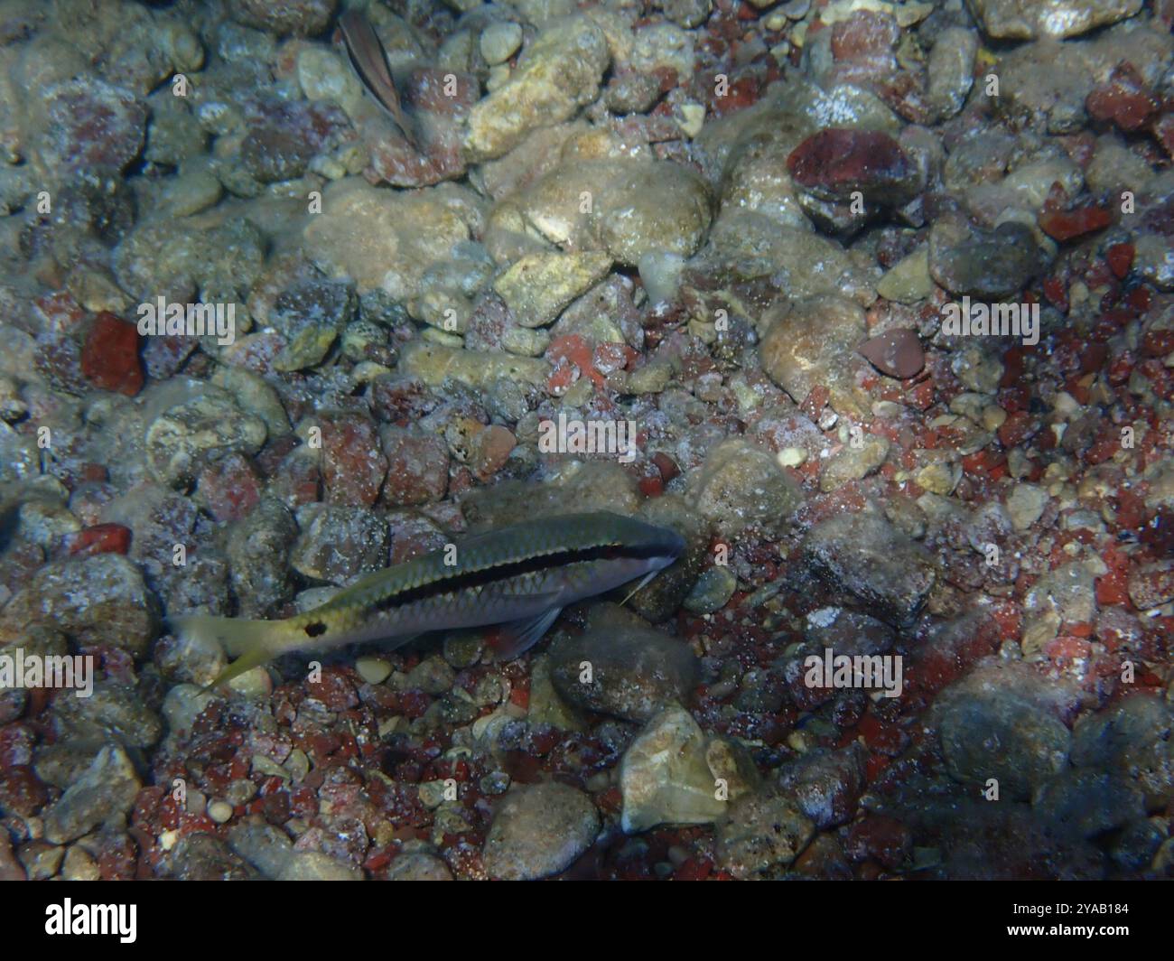 Red Sea Goatfish (Parupeneus forsskali) Actinopterygii Stock Photo - Alamy