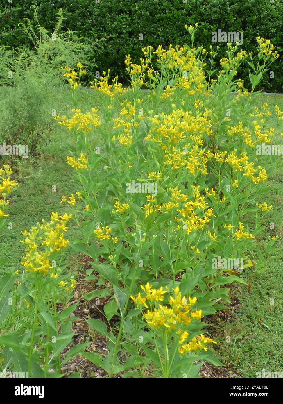 Yellow Crownbeard (Verbesina occidentalis) Plantae Stock Photo - Alamy