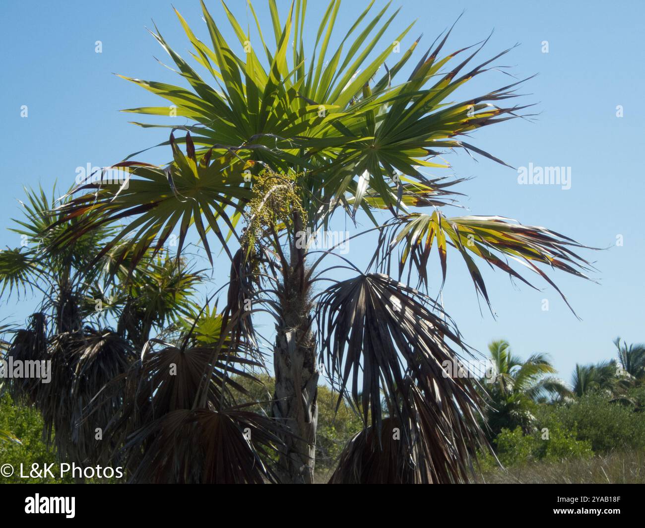 Florida Thatch Palm (Thrinax radiata) Plantae Stock Photo - Alamy
