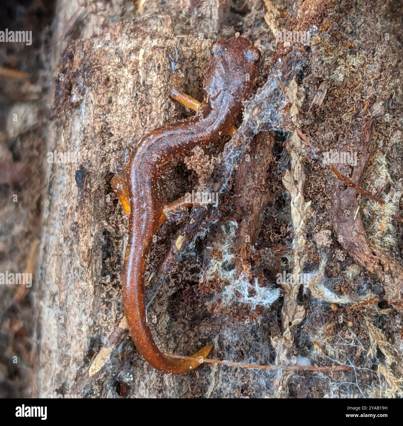 Ensatina (Ensatina eschscholtzii) Amphibia Stock Photo - Alamy