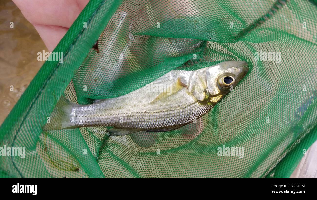 White Perch (Morone americana) Actinopterygii Stock Photo - Alamy