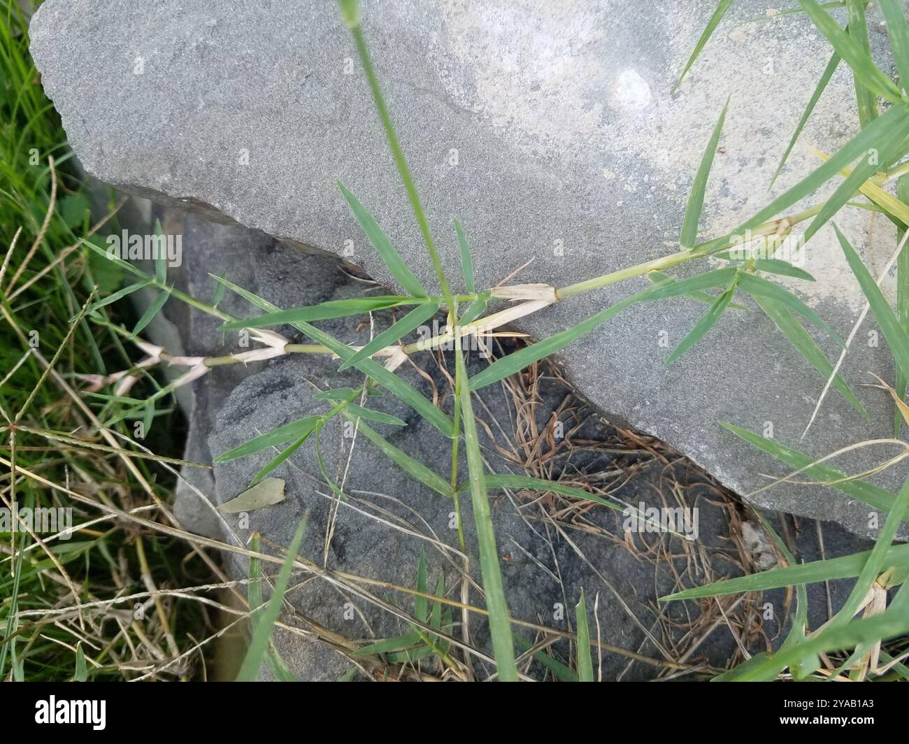 Bermuda grass (Cynodon dactylon) Plantae Stock Photo - Alamy