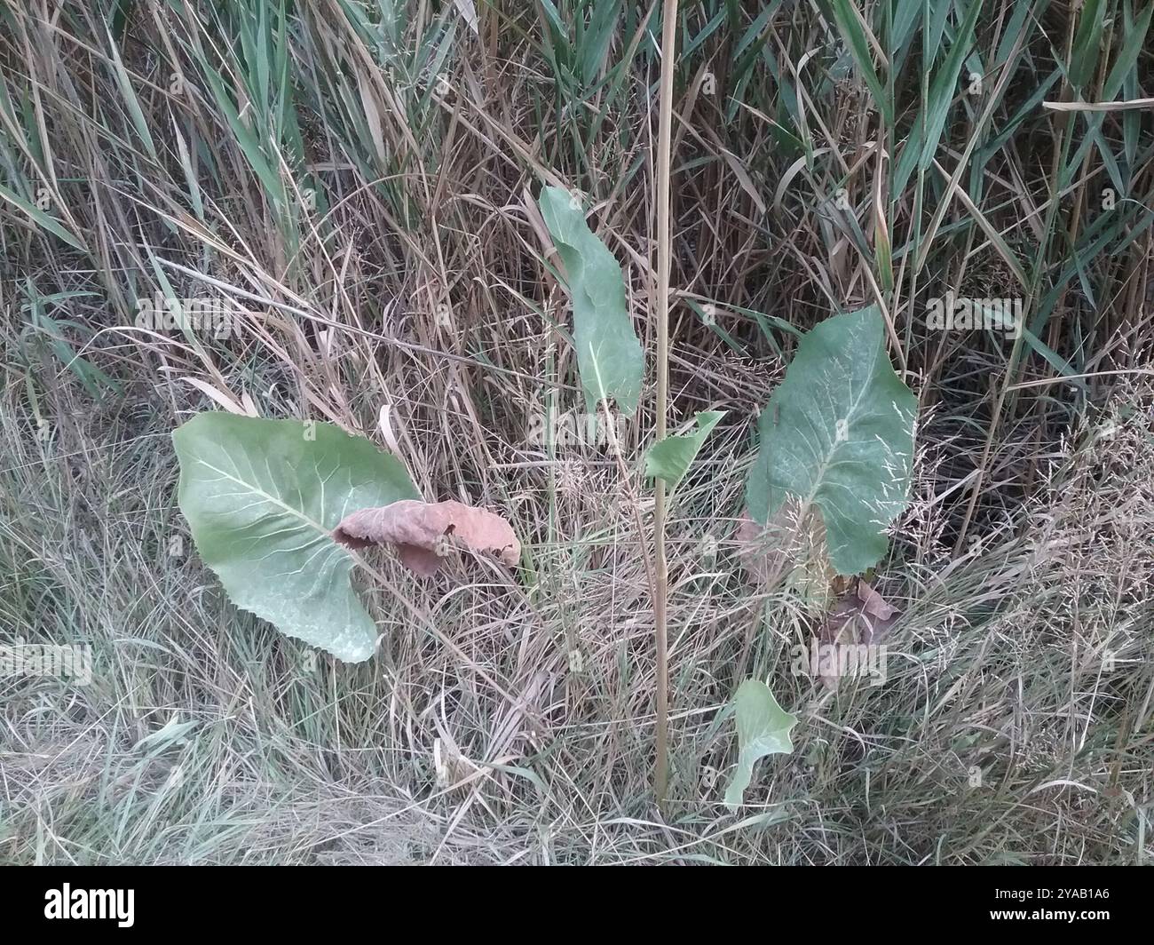 prairie dock (Silphium terebinthinaceum) Plantae Stock Photo - Alamy