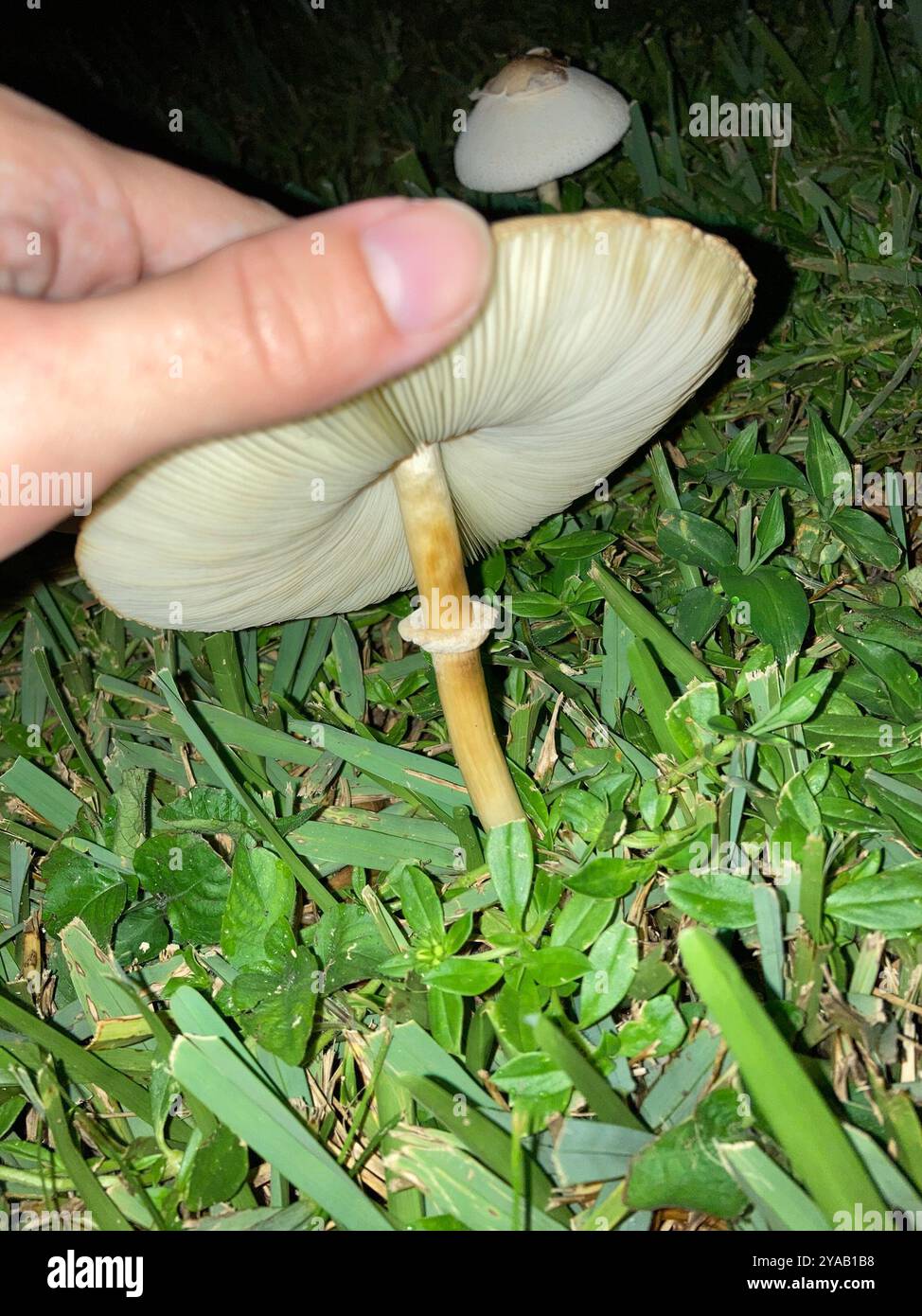 green-spored parasol (Chlorophyllum molybdites) Fungi Stock Photo - Alamy