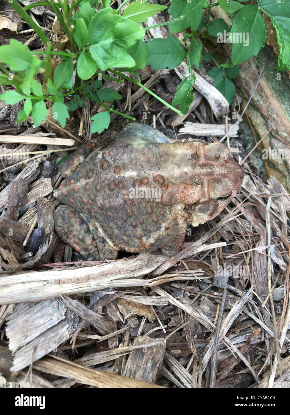 American Toad (Anaxyrus americanus) Amphibia Stock Photo - Alamy