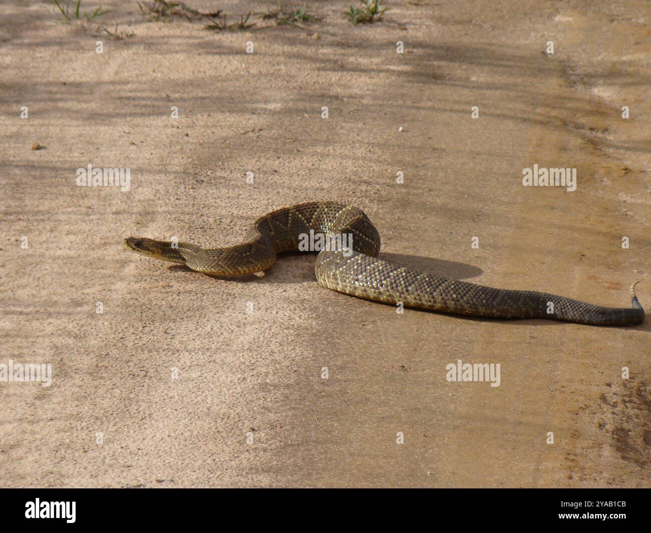 Neotropical Rattlesnake (Crotalus durissus) Reptilia Stock Photo - Alamy