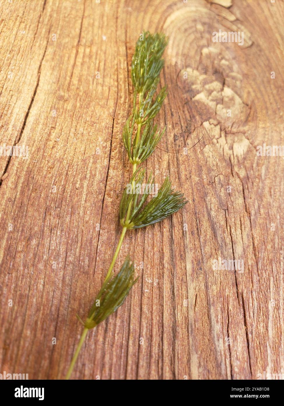 coontail (Ceratophyllum demersum) Plantae Stock Photo - Alamy