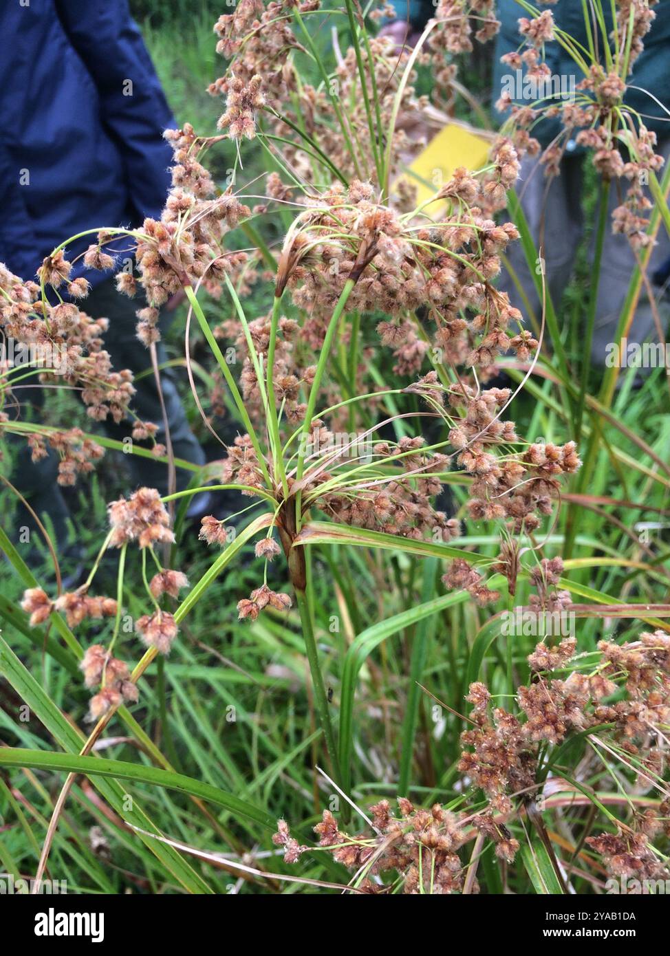 woolgrass (Scirpus cyperinus) Plantae Stock Photo - Alamy