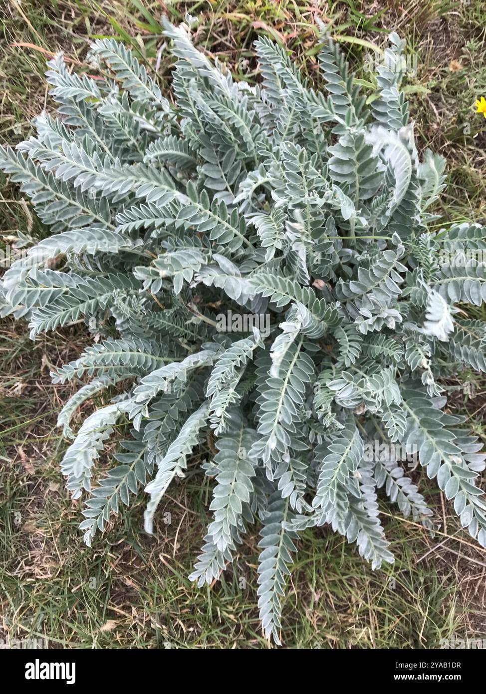 Woolly Locoweed (Astragalus mollissimus) Plantae Stock Photo - Alamy