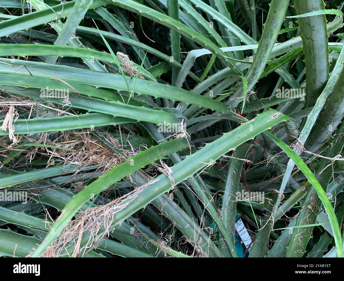 piñuela (Bromelia pinguin) Plantae Stock Photo - Alamy