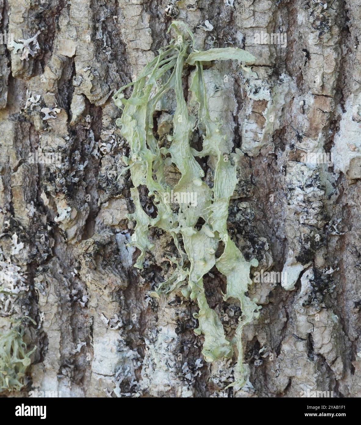 Cartilage lichen ramalina fraxinea hi-res stock photography and images ...