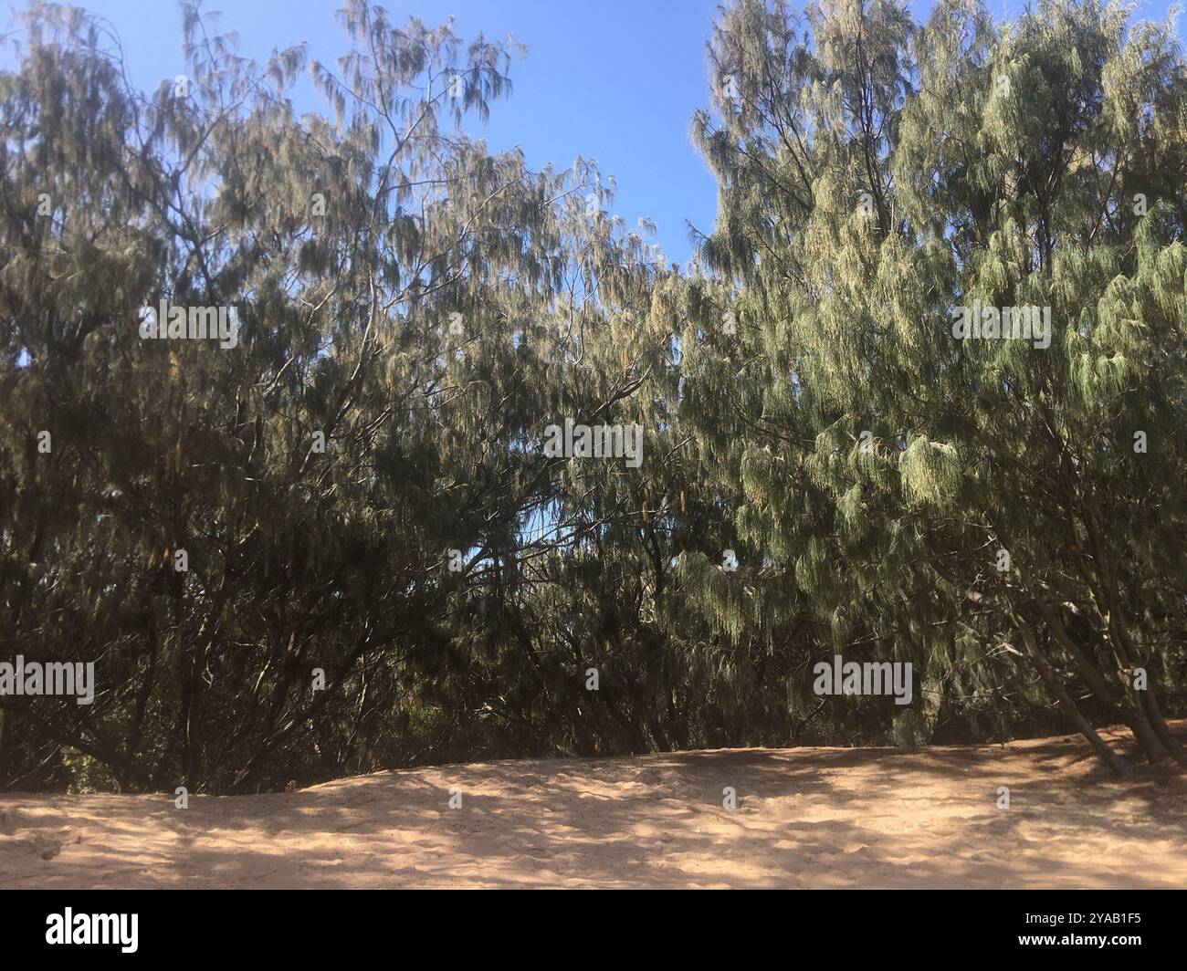 Beach Sheoak (Casuarina equisetifolia) Plantae Stock Photo - Alamy