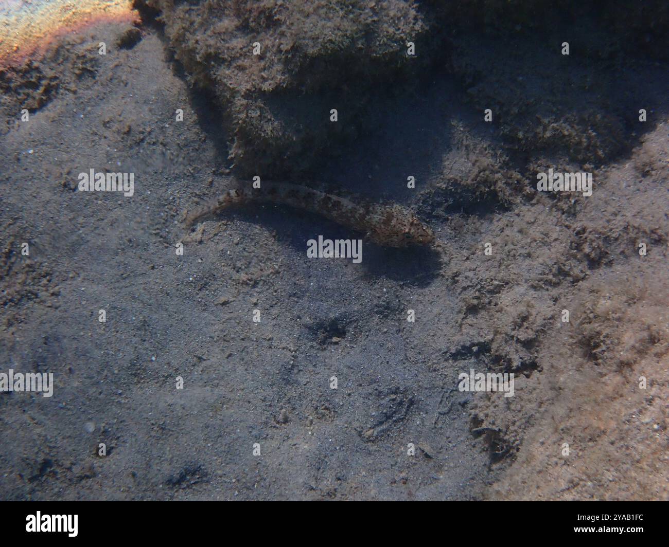 Incognito Goby (Gobius incognitus) Actinopterygii Stock Photo - Alamy
