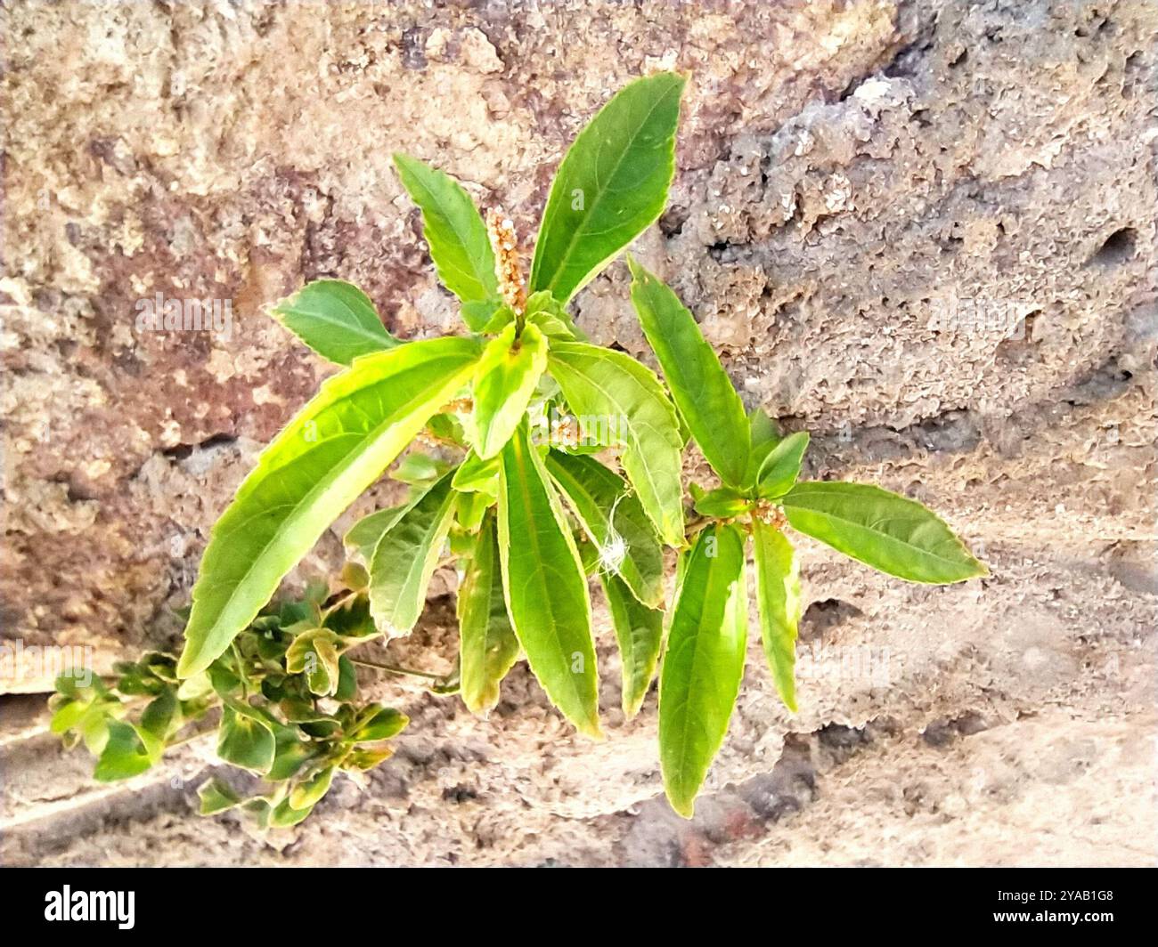 Acalypha australis hi-res stock photography and images - Alamy