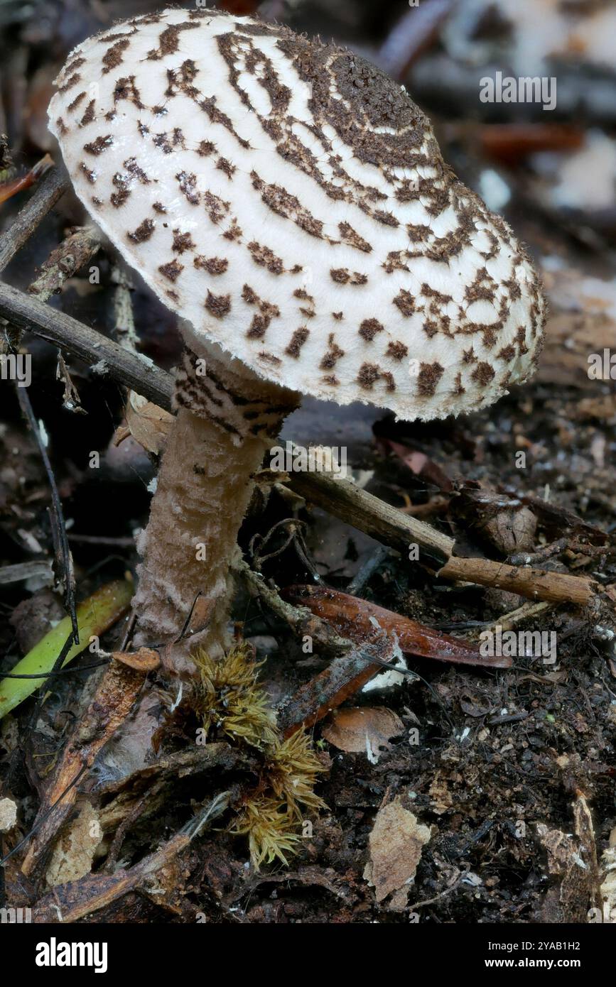 cat dapperling (Lepiota felina) Fungi Stock Photo - Alamy