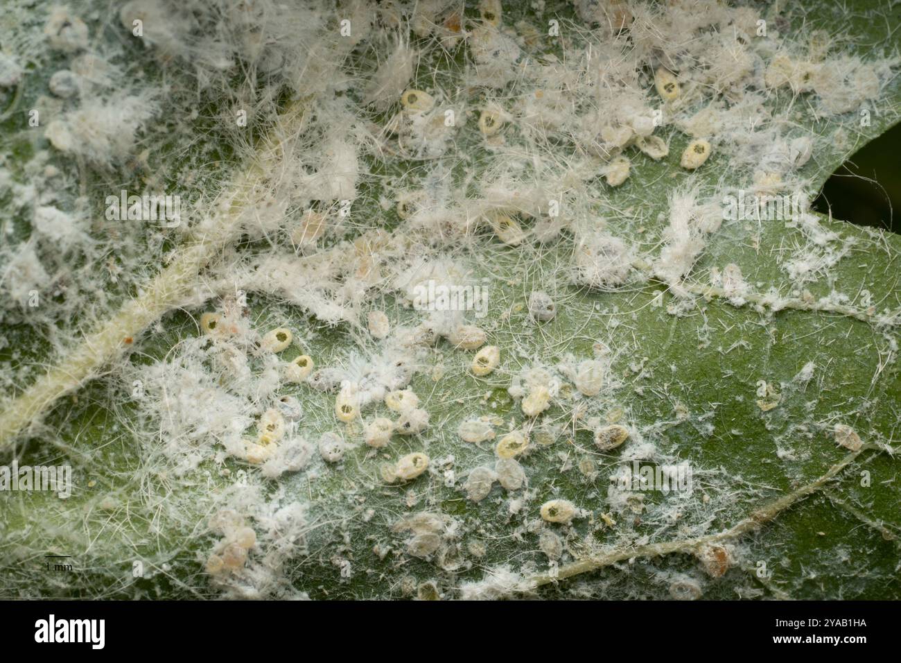 Giant Whitefly (Aleurodicus dugesii) Insecta Stock Photo - Alamy
