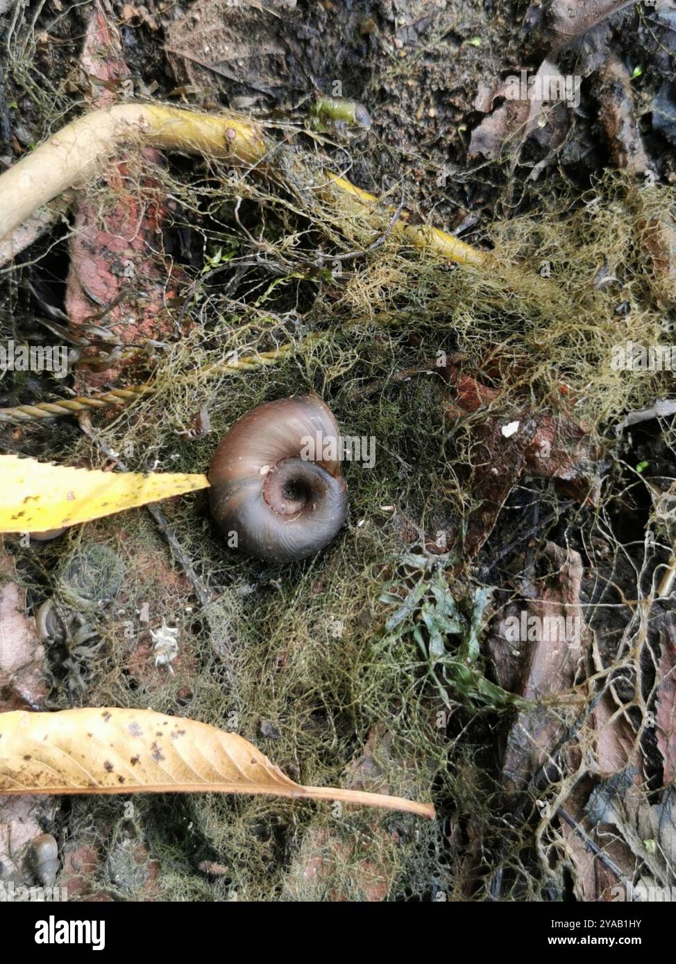 Great Ram's-horn (Planorbarius corneus) Mollusca Stock Photo - Alamy