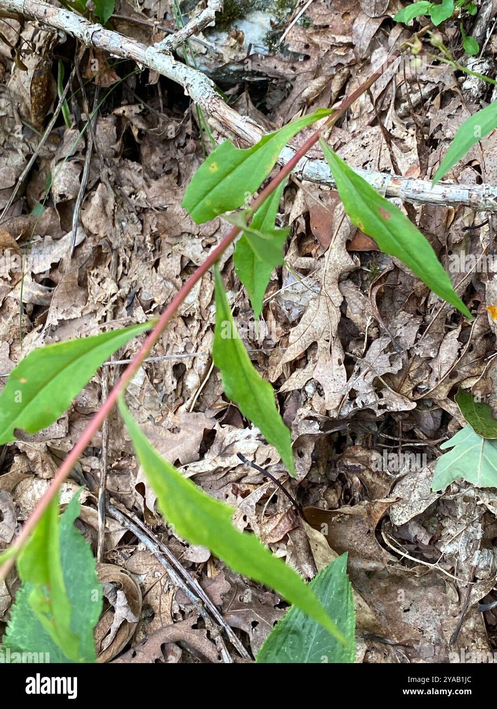 slender goldenrod (Solidago erecta) Plantae Stock Photo - Alamy