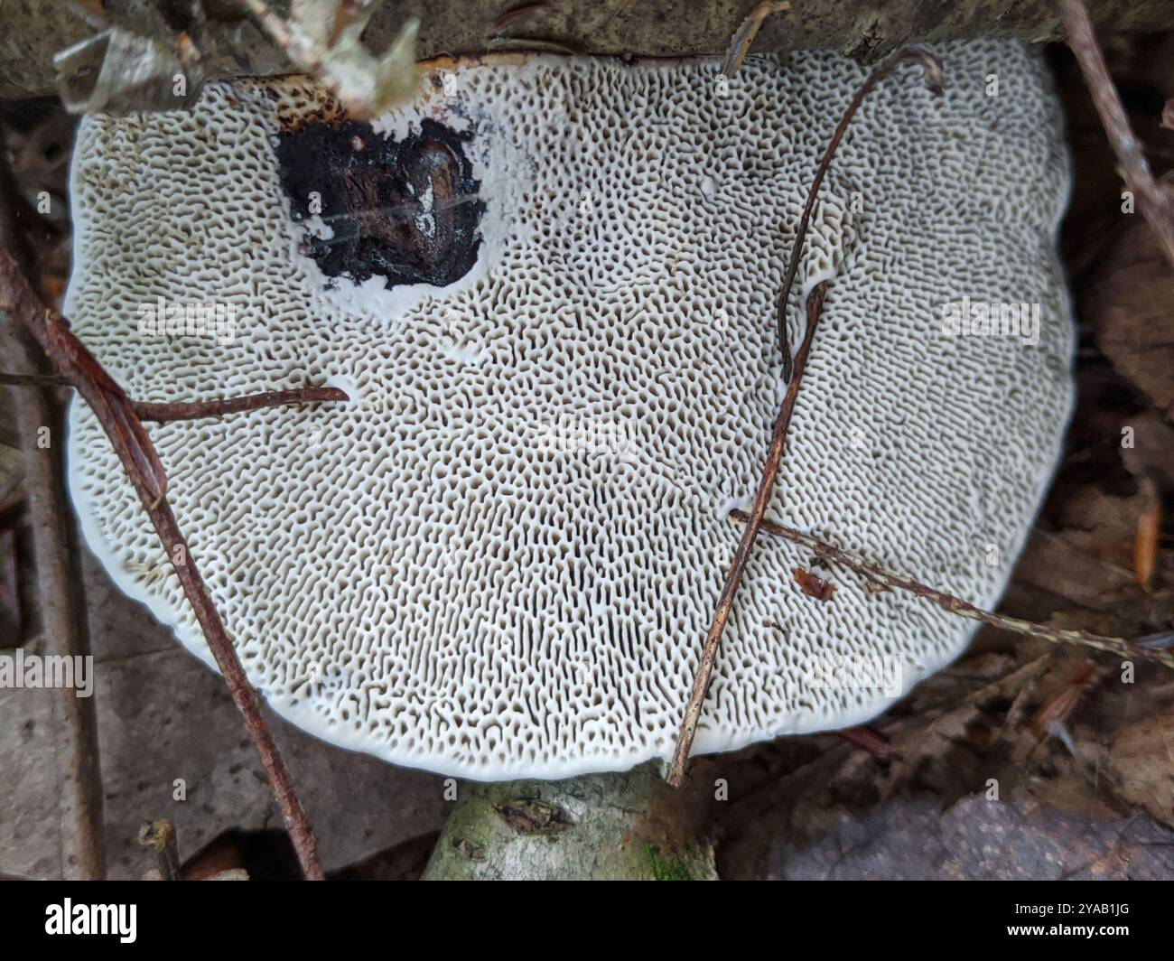 Thin-walled Maze Polypore (Daedaleopsis confragosa) Fungi Stock Photo ...