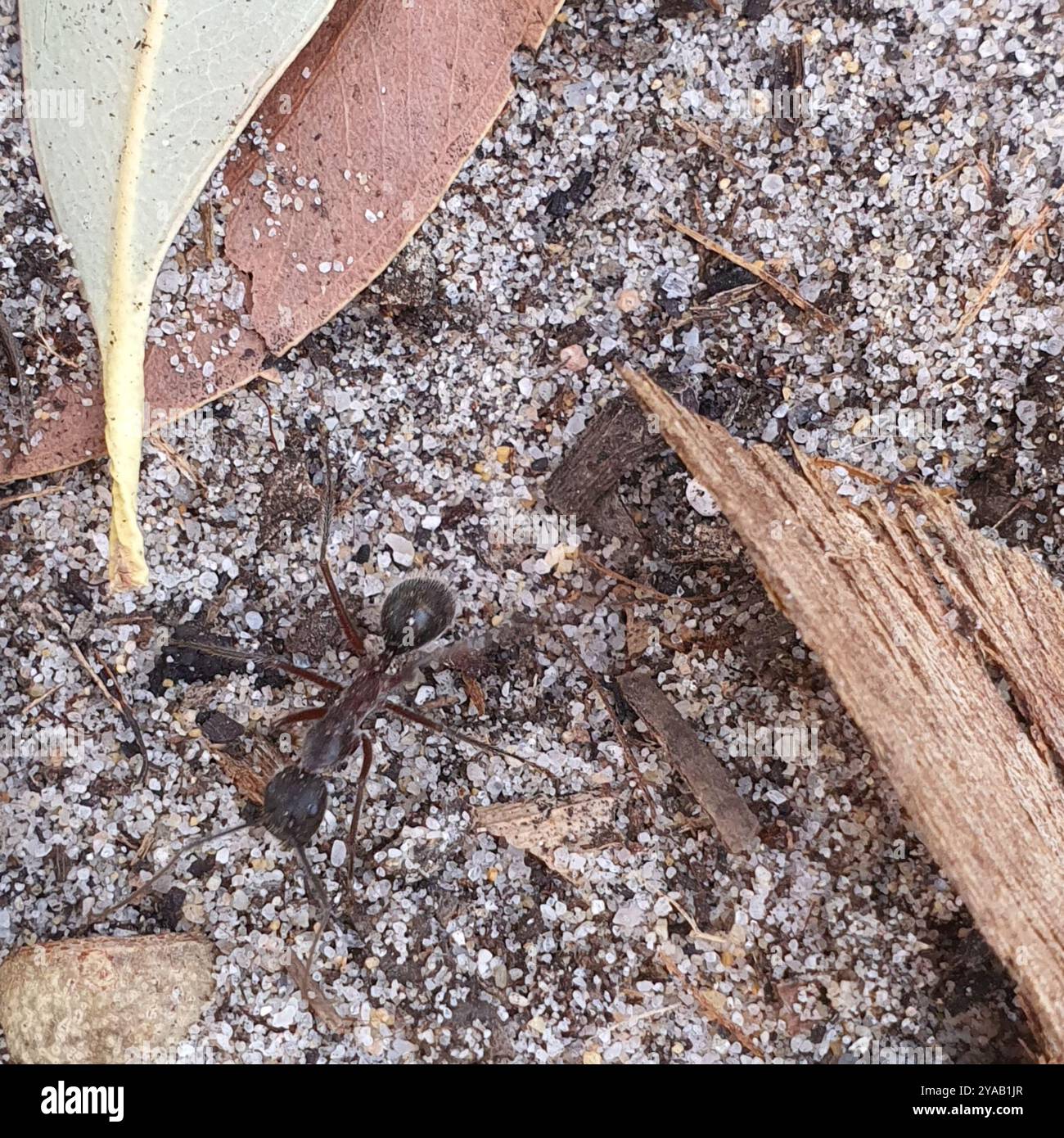 Giant Sugar Ant (Camponotus intrepidus) Insecta Stock Photo - Alamy