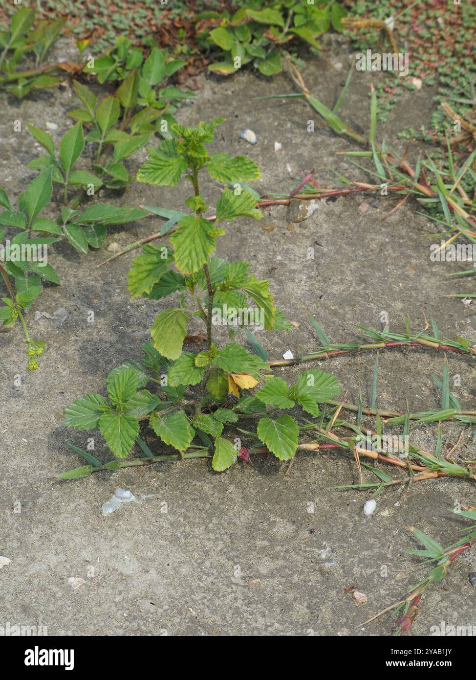 three-lobe false mallow (Malvastrum coromandelianum) Plantae Stock ...