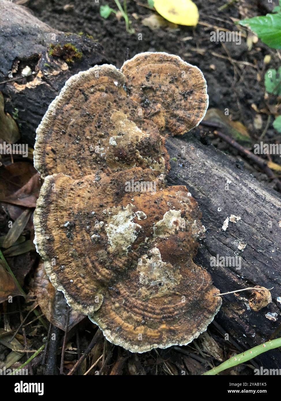 Thin-walled Maze Polypore (Daedaleopsis confragosa) Fungi Stock Photo - Alamy