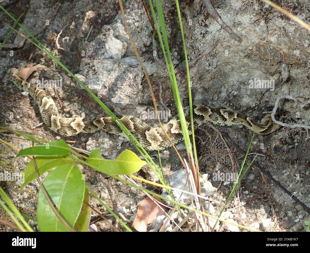 Wagler's Snake (Xenodon merremii) Reptilia Stock Photo - Alamy
