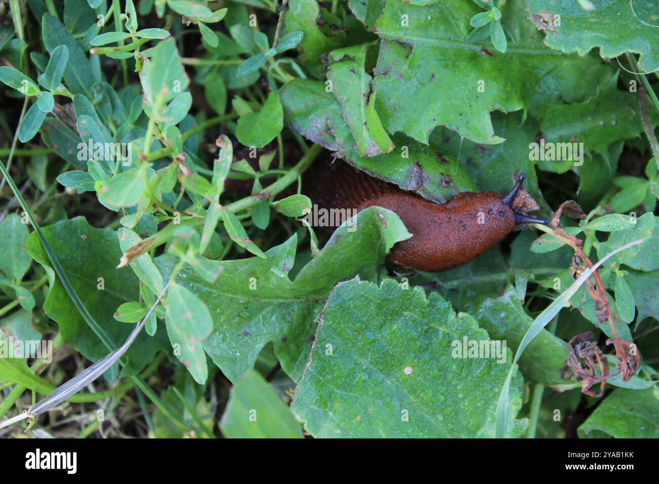 Arion Slugs (Arion) Mollusca Stock Photo - Alamy